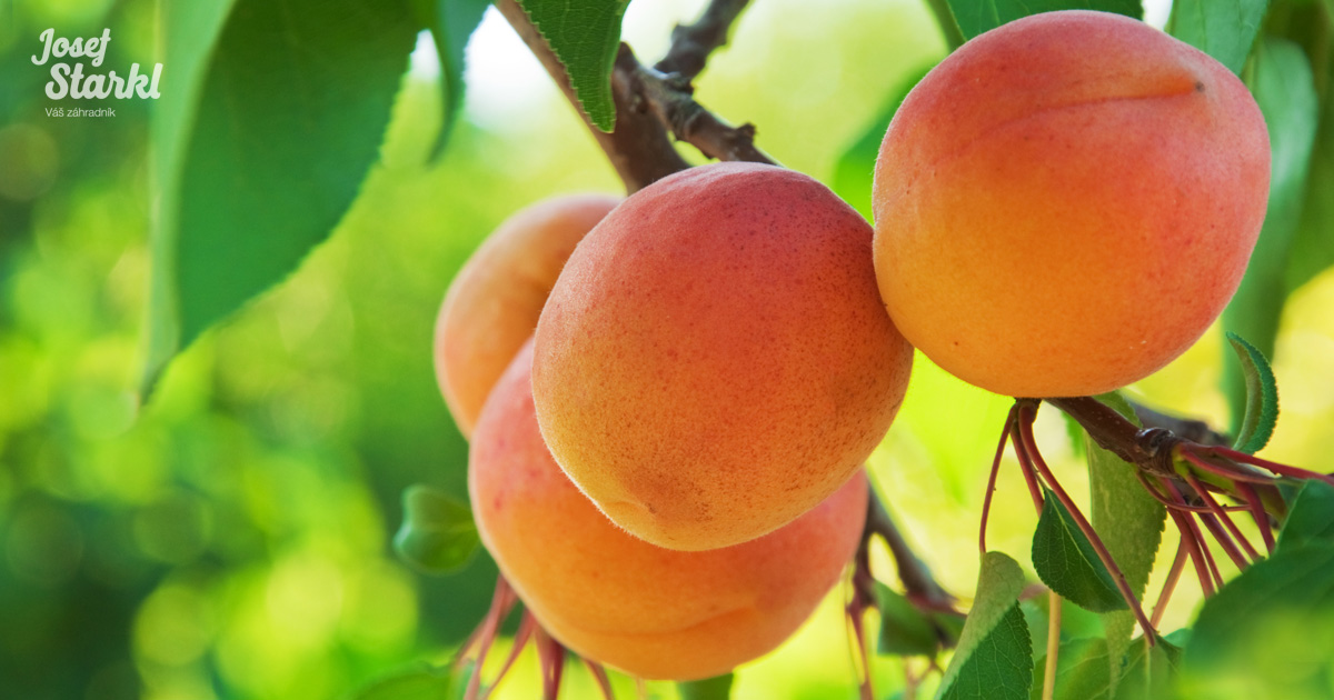 Zamierzasz uprawiać morele? Wybraliśmy najsmaczniejsze odmiany ...